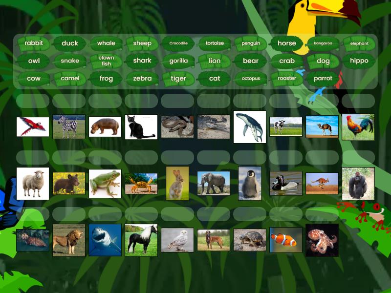 Spot it Animals - Match up