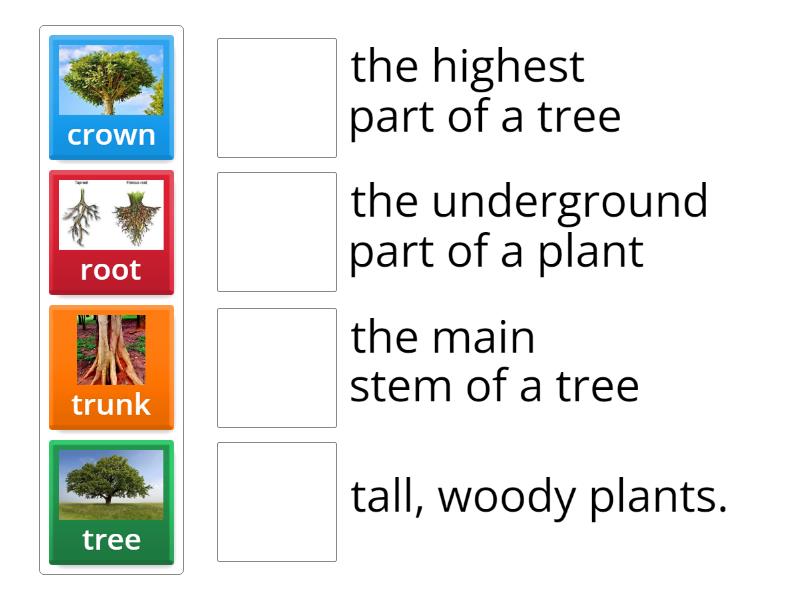 The parts of a tree - Match up