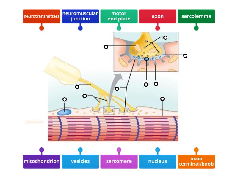 Neuromuscular junction - Labelled diagram