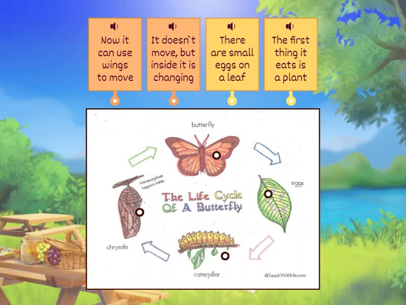 Life cycle of a butterfly - Labelled diagram