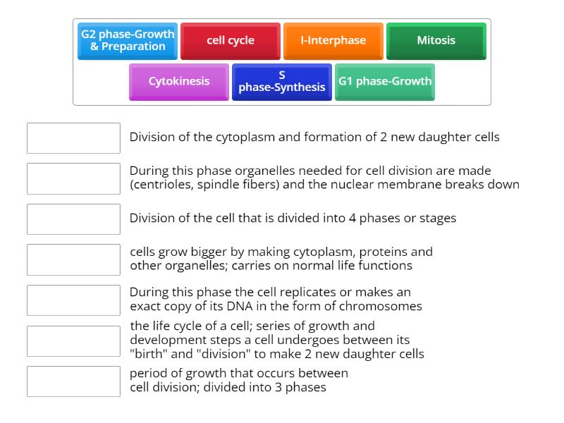 Cell Cycle Vocabulary Review - Match up