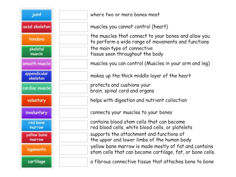 Skeleton and Muscular System - Match up