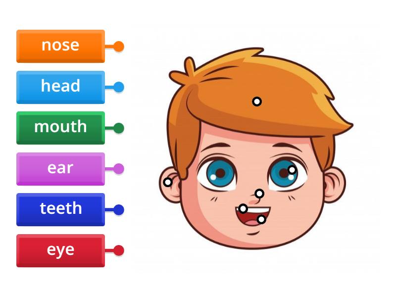 Parts of the Head - Labelled diagram