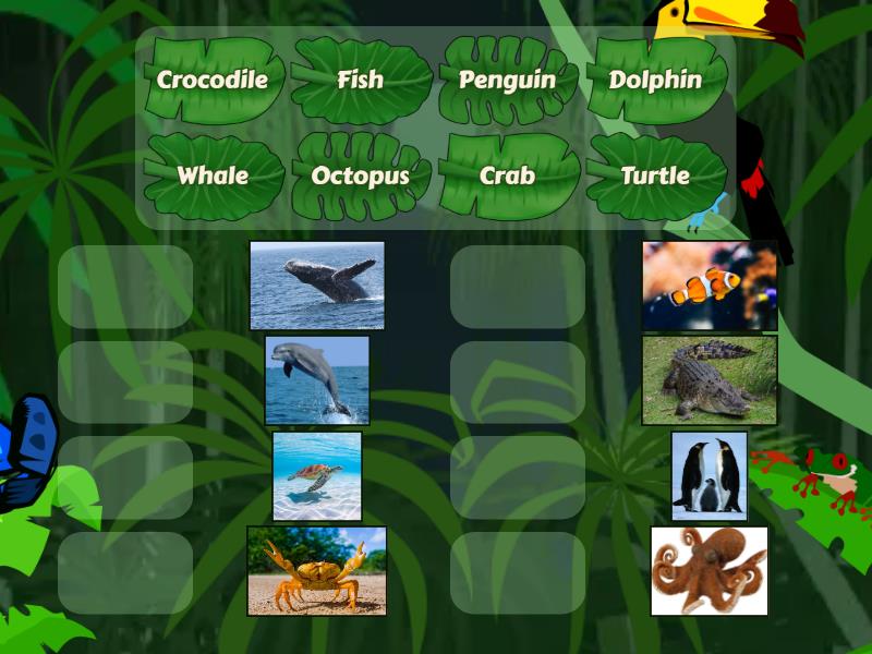 Sea animals! - Match up