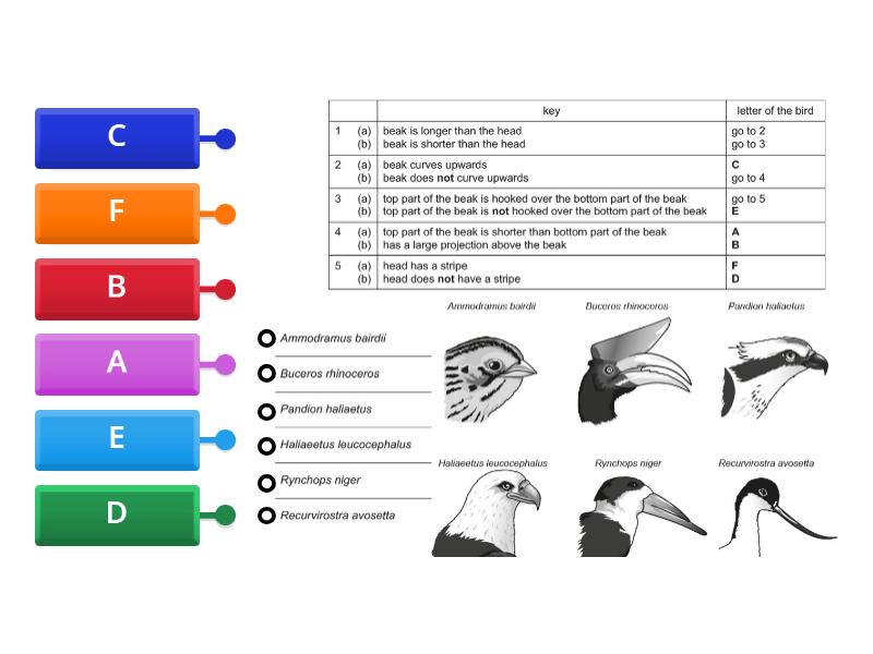 Classification with dichotomous keys - Cambridge IGCSE Bio - Labelled ...