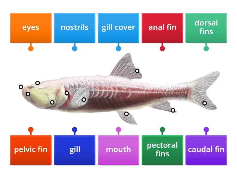 Fish Parts - Labelled diagram