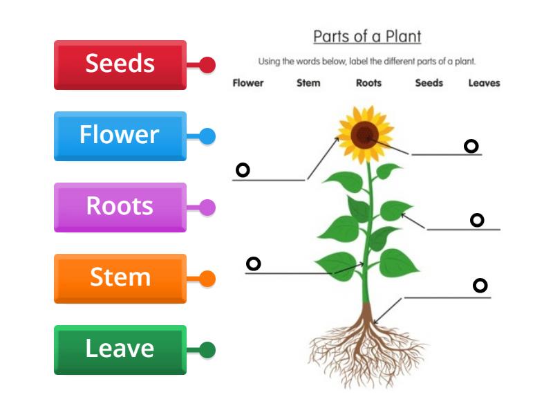 Parts of a plant. - Labelled diagram