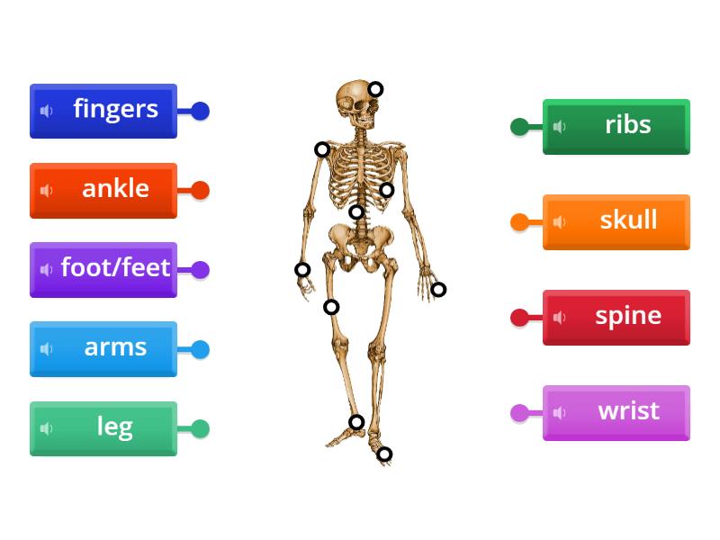 Skeleton - Labelled diagram