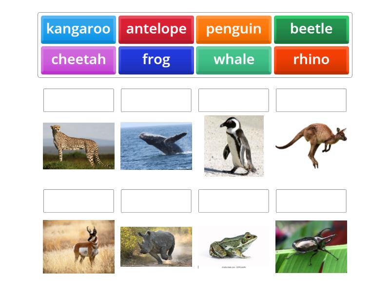 Gateway A1+ animals - Match up