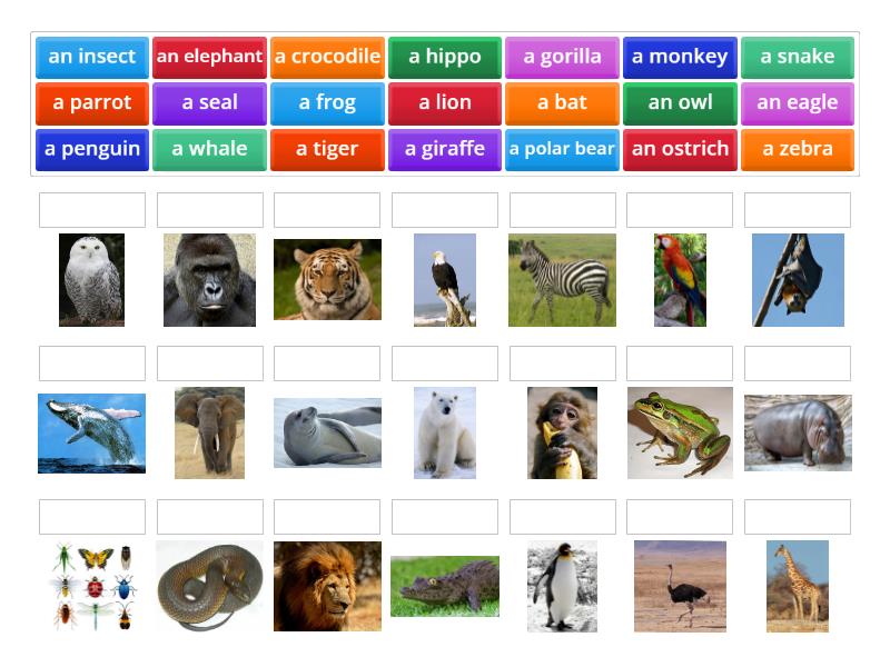 ZOO Animals - Match up