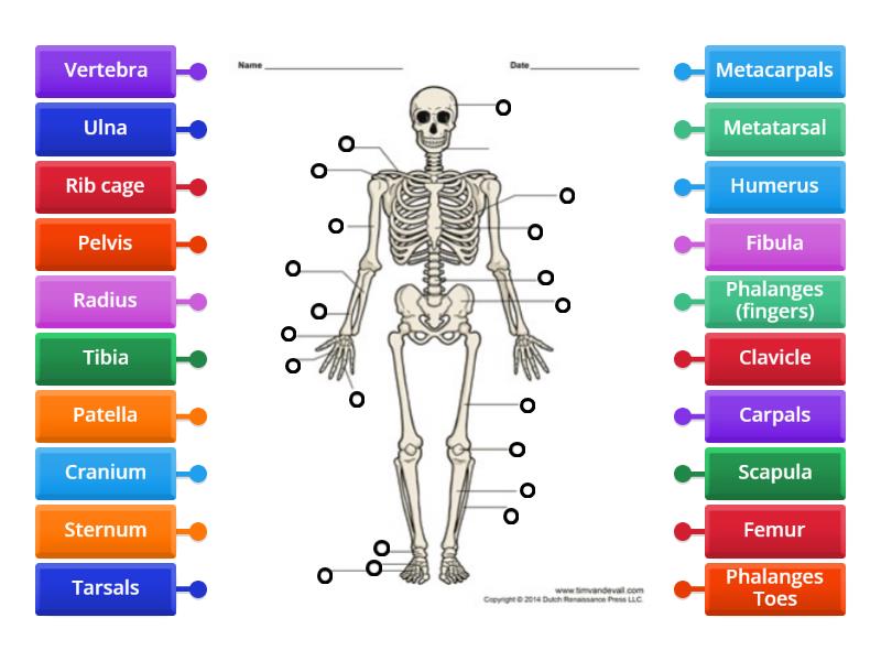 Skeletal Diagram - Labelled diagram