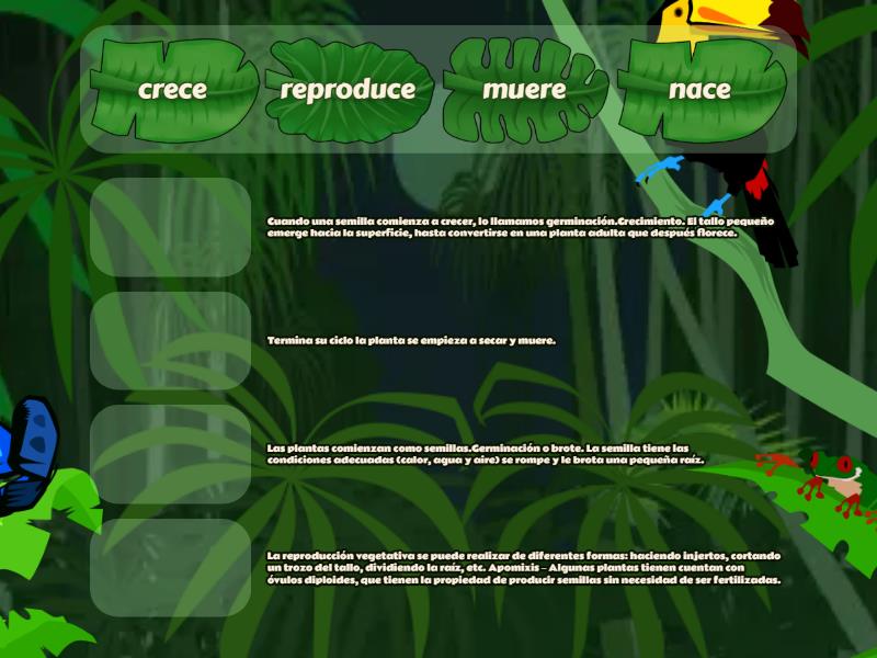 ciclo de vida de una planta - Match up