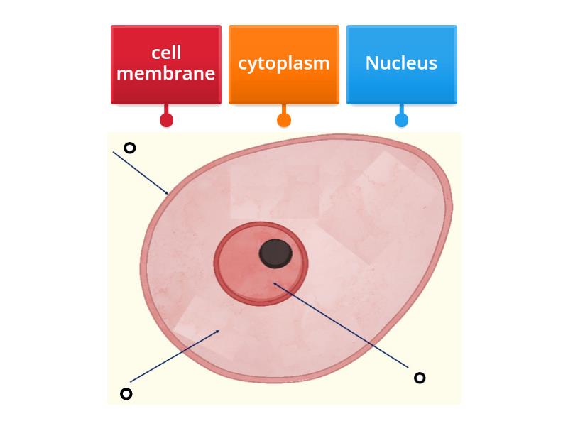 S1 science animal cell - Labelled diagram