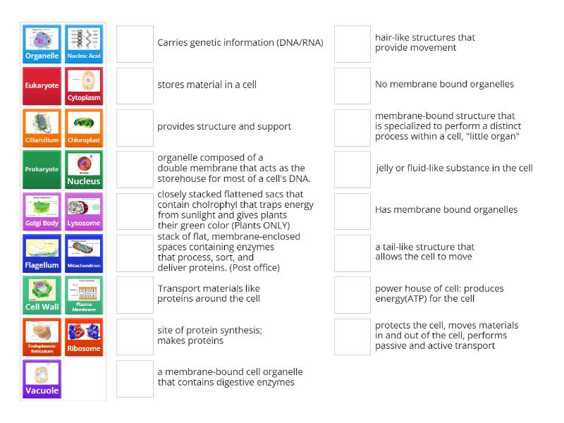 Cell Structure and Function Interactive Game - Match up