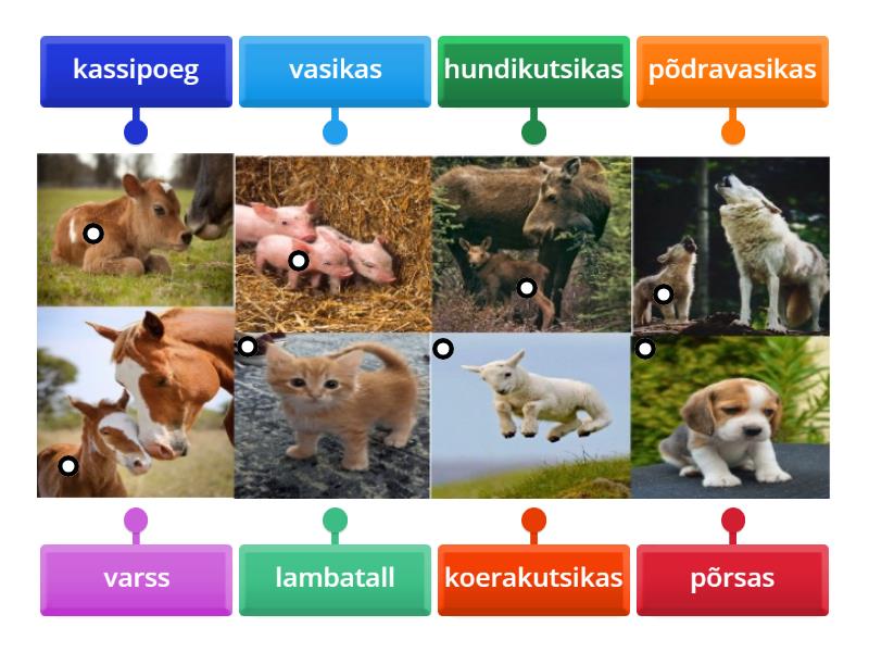 Loodus 1kl loomad ja nende pojad - Labelled diagram