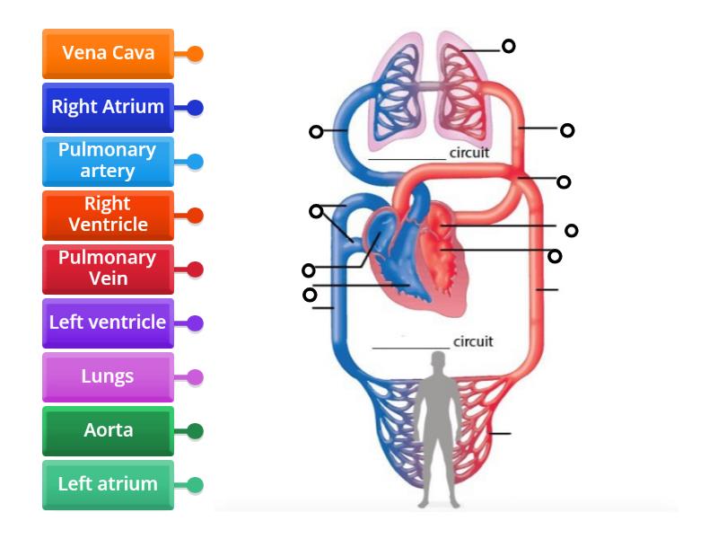 Circulatory system - Labelled diagram