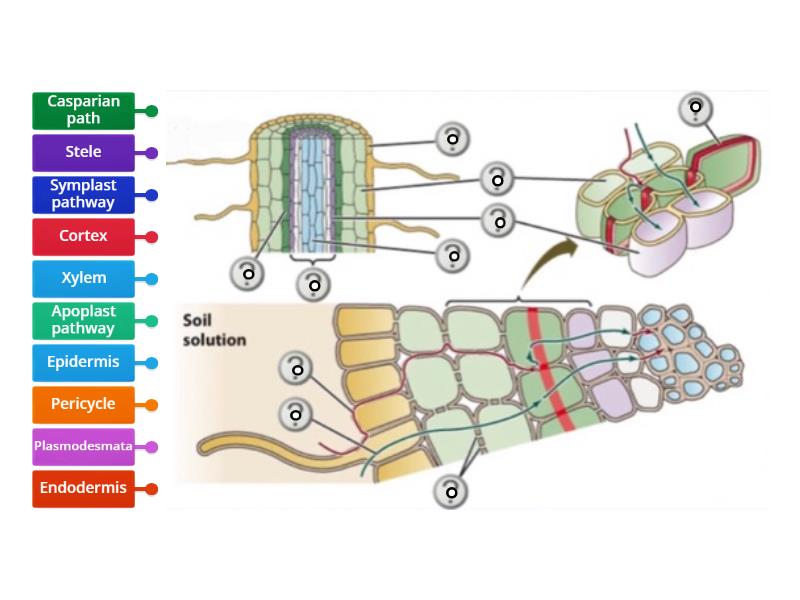 Apoplast and symplast of the root - Labelled diagram