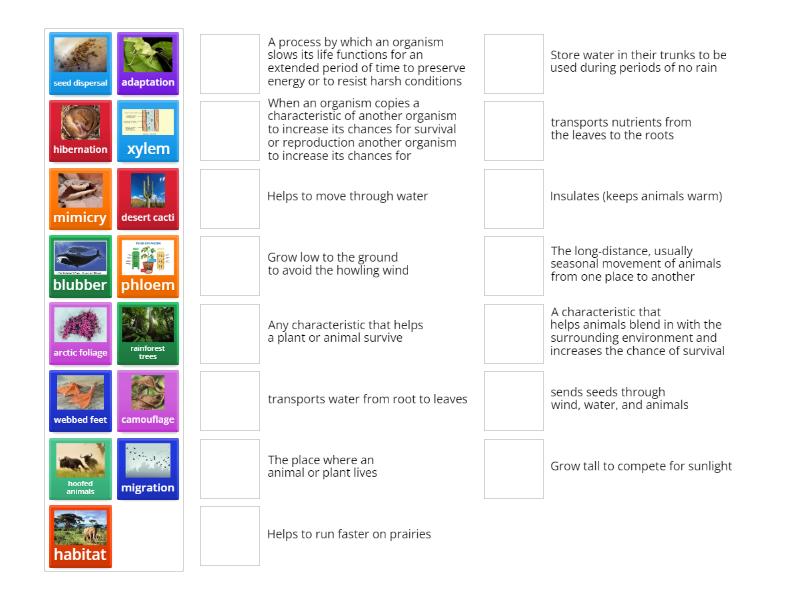TMS Plant and Animal Adaptations - Match up