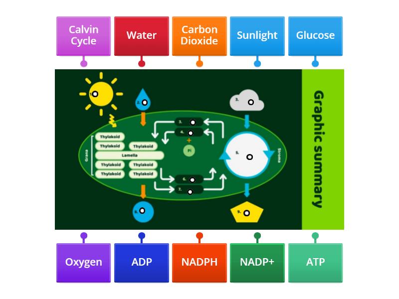 Photosynthesis Graphic Organizer - Labelled diagram