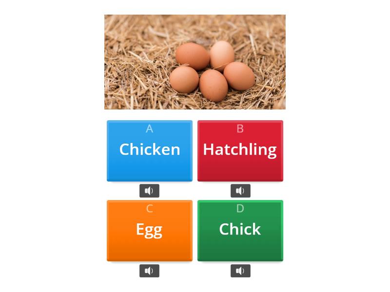 Life cycle of a chicken - Quiz