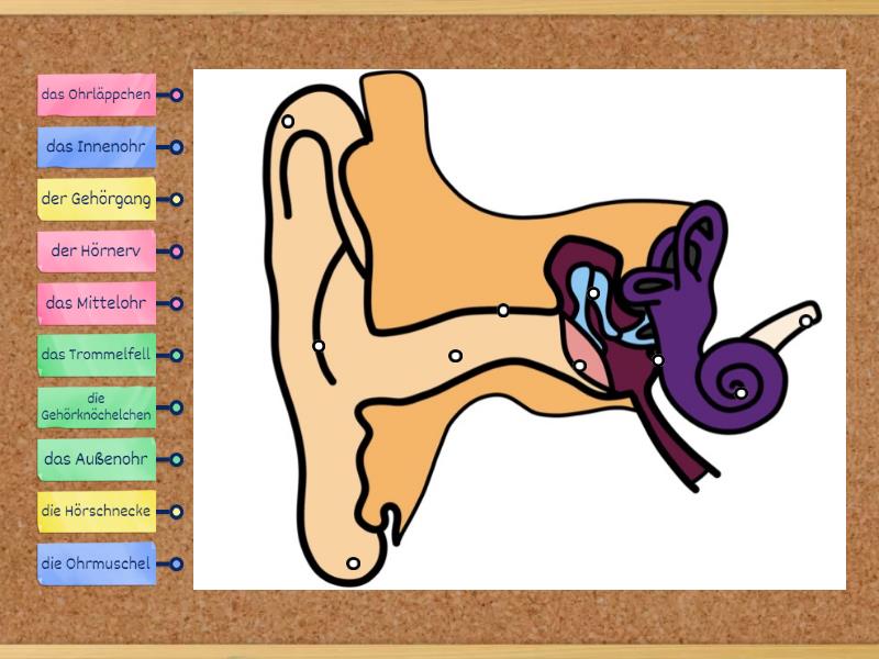 Das Ohr Teil 2 - Diagrama con etiquetas