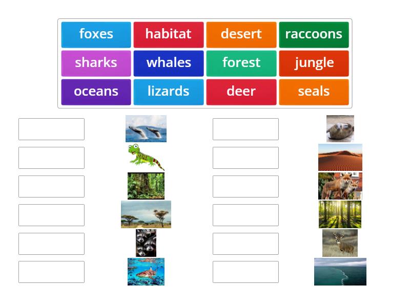 big english 2 Animal Habitats - Match up