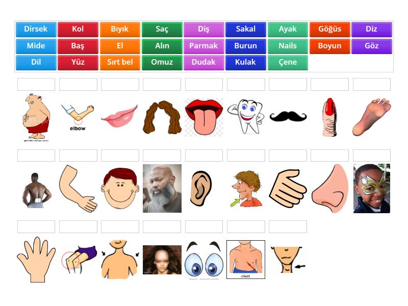 Identify Body Parts - Match up