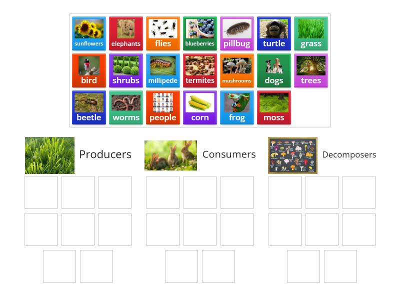 Producers, Consumers, Decomposers - Group sort