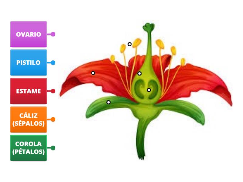 PARTES DA FLOR - Labelled diagram