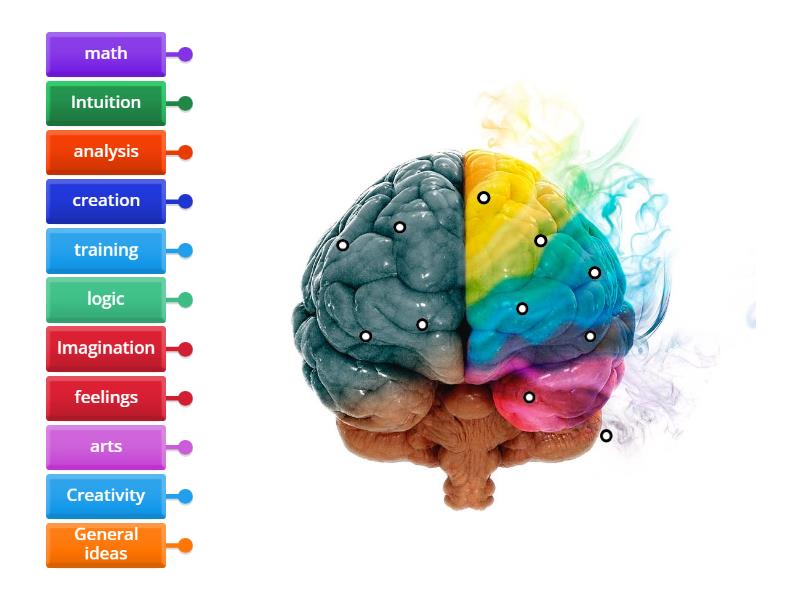 han brain hemisphere - Labelled diagram