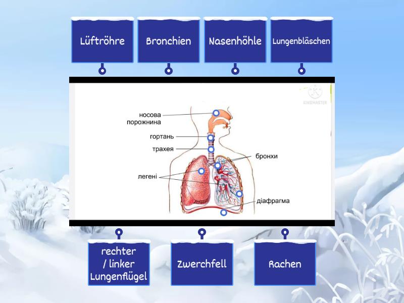 Atmungssystem Bild - Labelled diagram