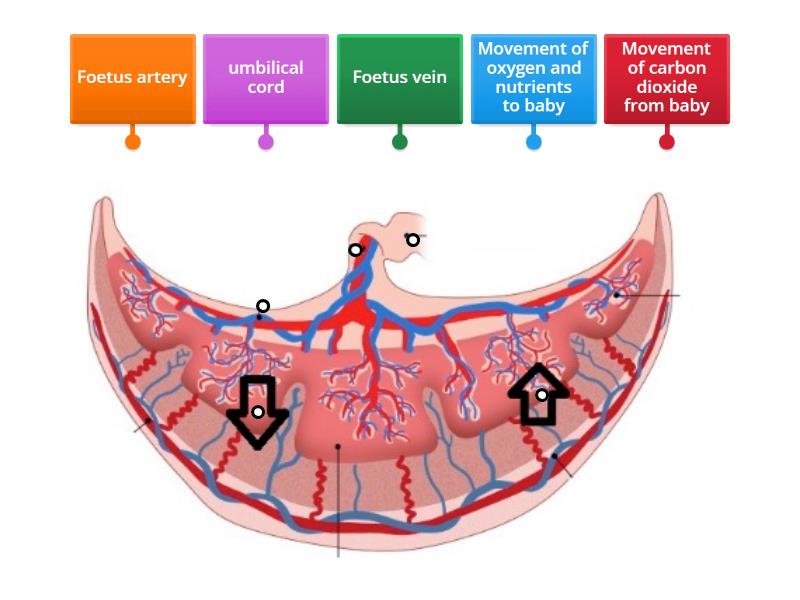 Placenta Diagram Part 2 - Labelled diagram
