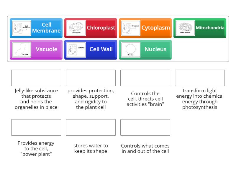 Cell Organelles - Match up