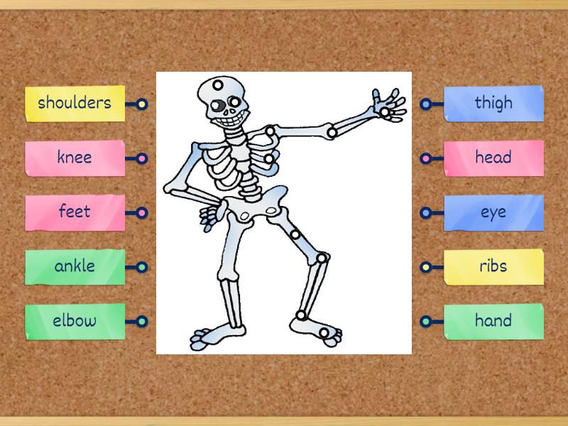 label the skeleton - Labelled diagram