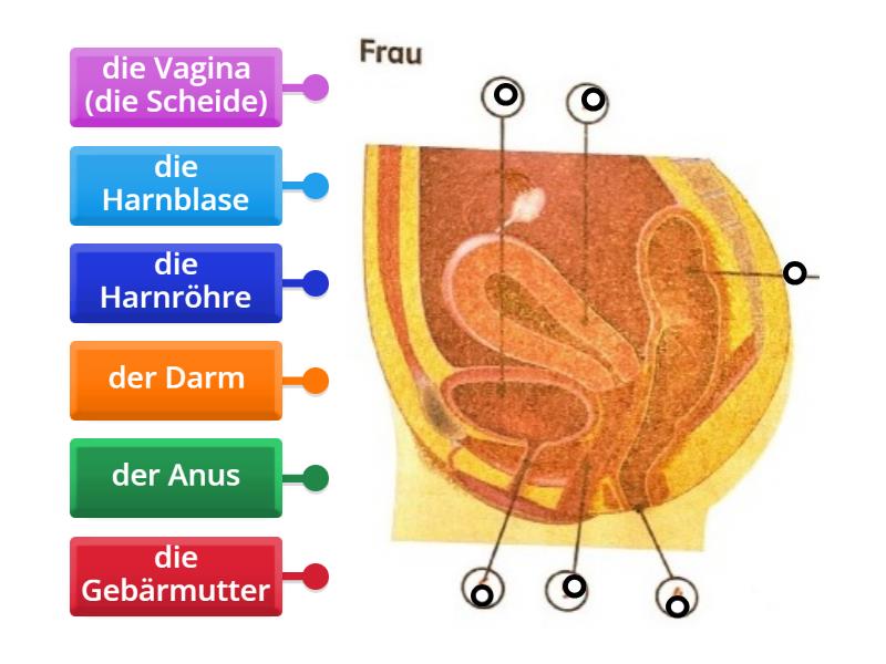 Anatomie Frau - Imagem com legenda
