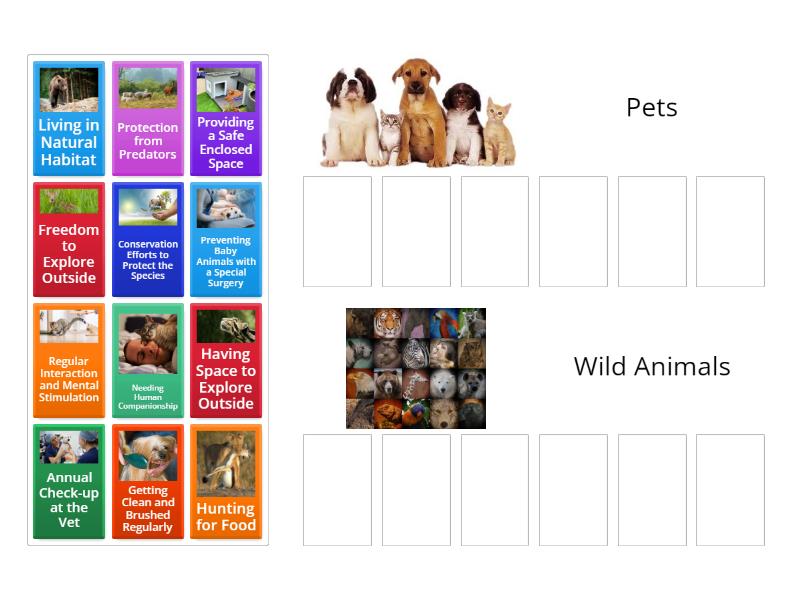 Caring for the Environment - Group sort