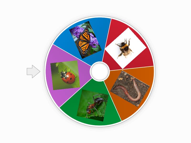 Insect World - Spin the wheel