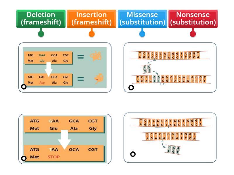 Single Gene Mutations Diagram - Diagrama con etiquetas