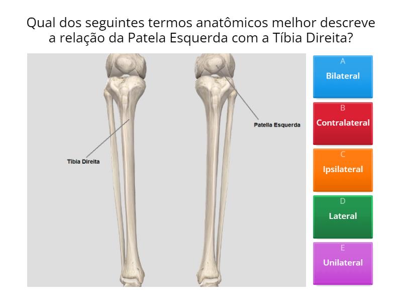 Anatomia básica - Questionário