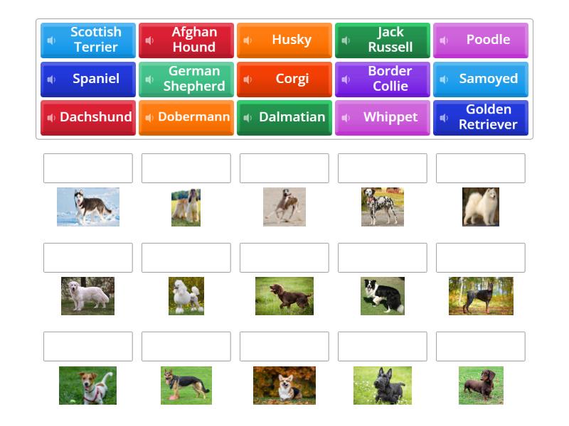 Match the Breeds - Dogs - Match up