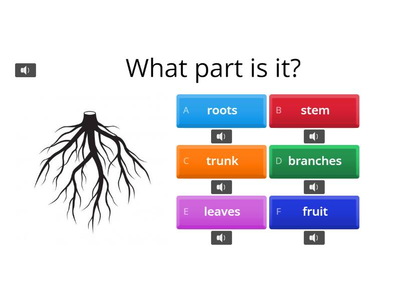 Review Unit 1: Plant structures and functions - Quiz