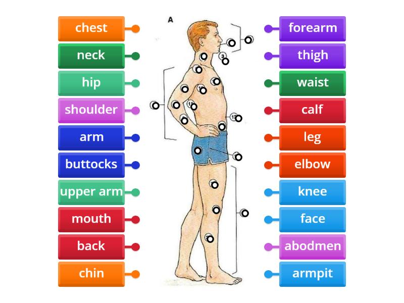2_ING_U8_Parts of body - Immagini con bollini