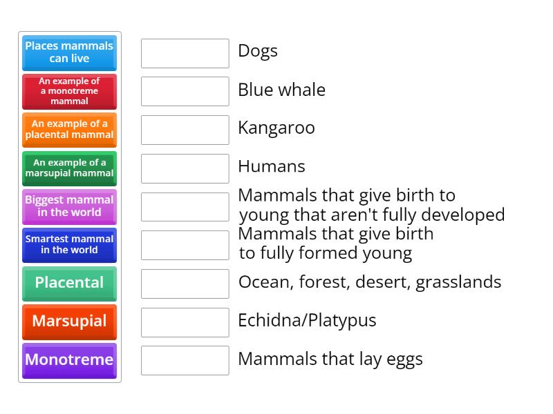 Mammals FOCUS - Match up