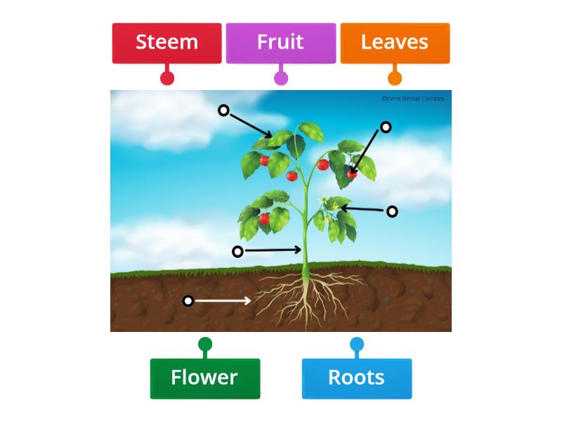 Parts of a plant - Labelled diagram