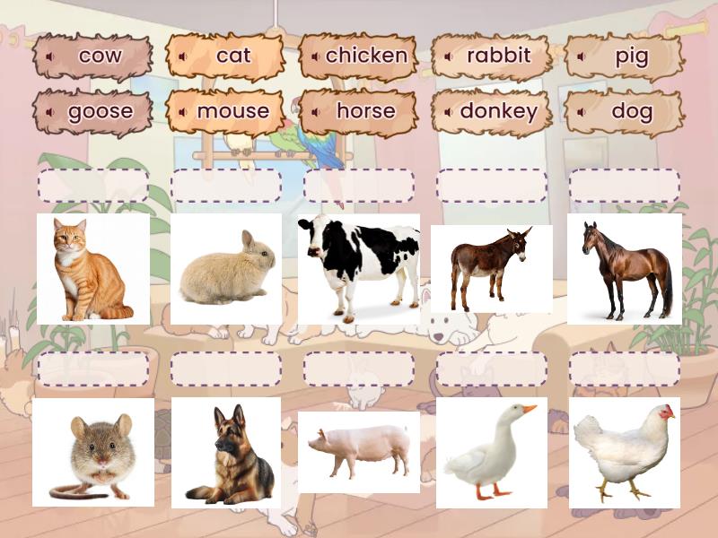 Animals BASIC English A1 - Match up