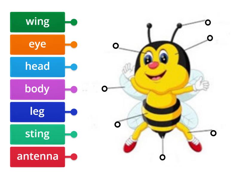 Bee - body parts - Labelled diagram