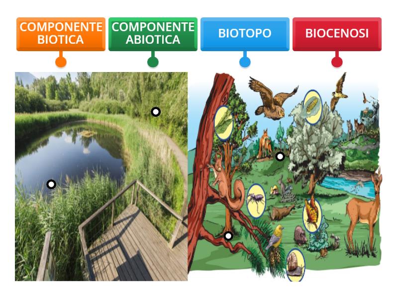BIOTOPO E BIOCENOSI - Labelled diagram