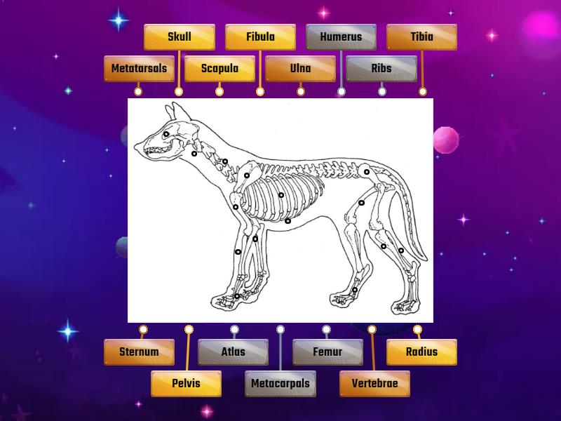 Dog Skeleton - Labelled diagram