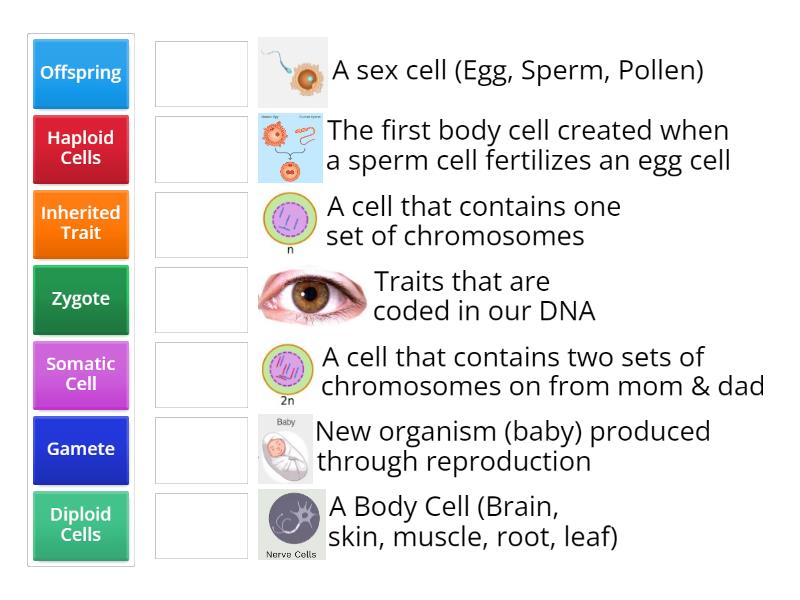 Reproduction Vocabulary - Match up