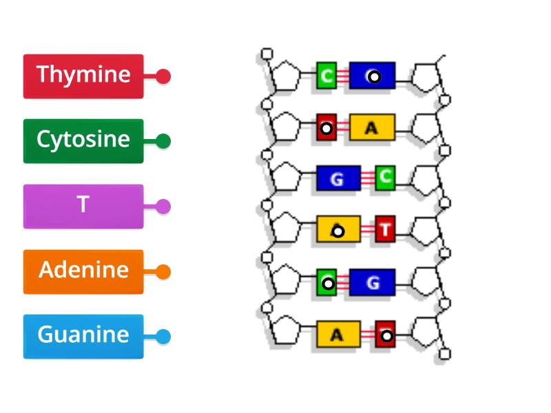 Genetics: Pairing Nucleotides - Labelled diagram